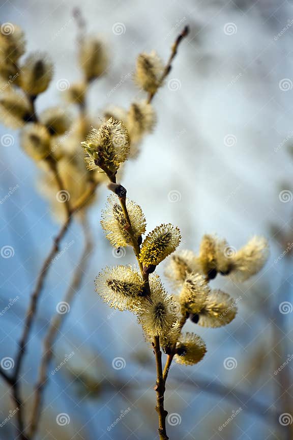 Spring buds stock image. Image of seasonal, green, botany - 16585675