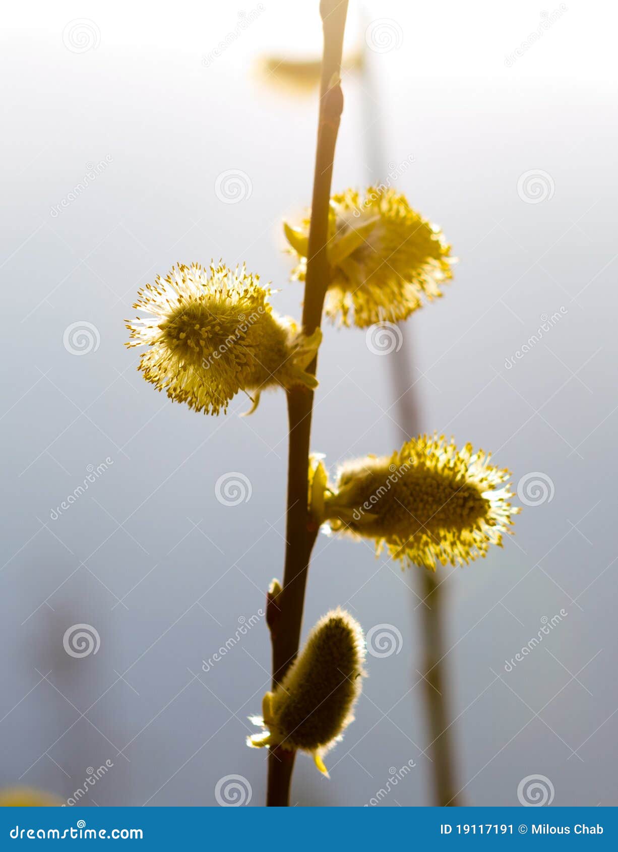 Spring buds stock image. Image of bloom, willow, natural - 19117191