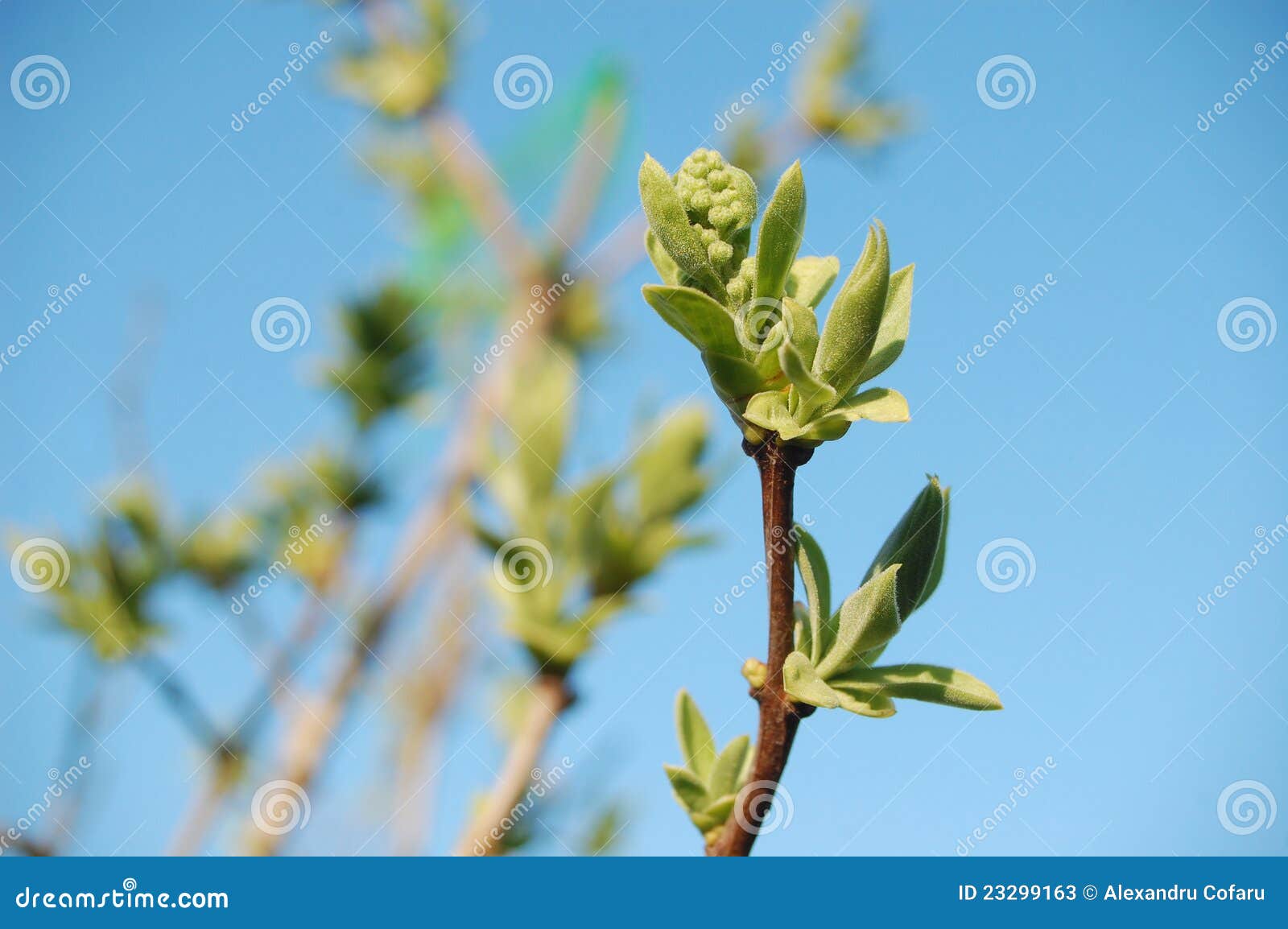 Spring buds stock image. Image of spring, clear, european - 23299163