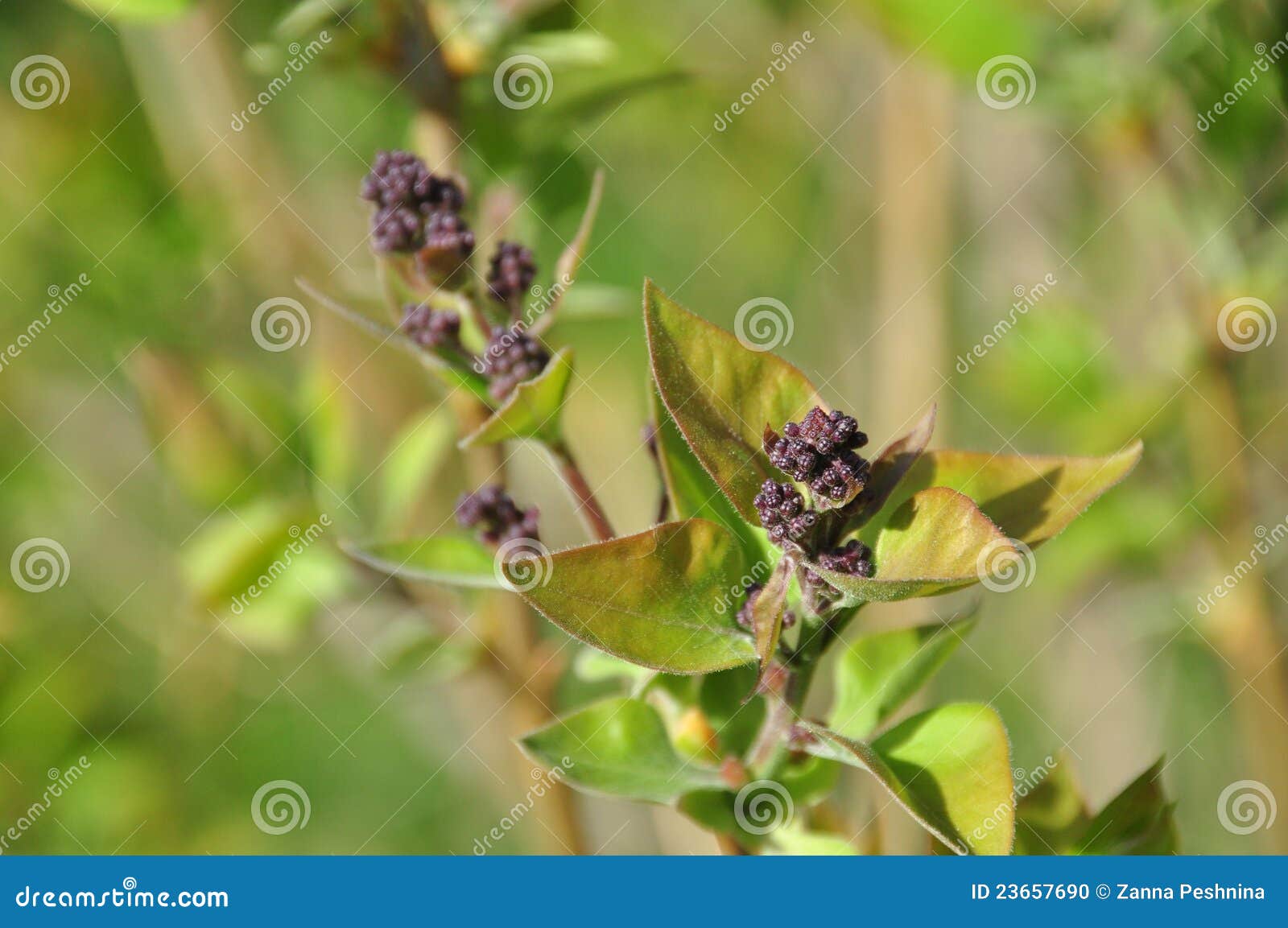 Spring buds stock photo. Image of natural, color, park - 23657690