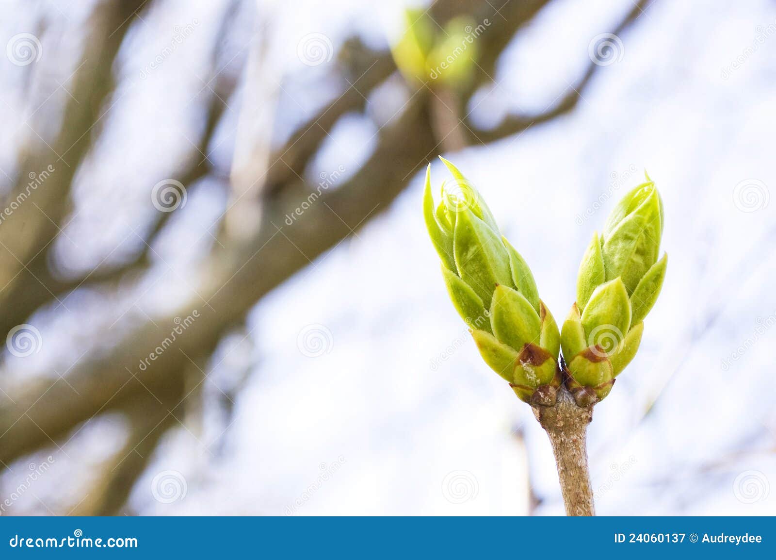 Spring Buds stock image. Image of lilac, brown, budding - 24060137