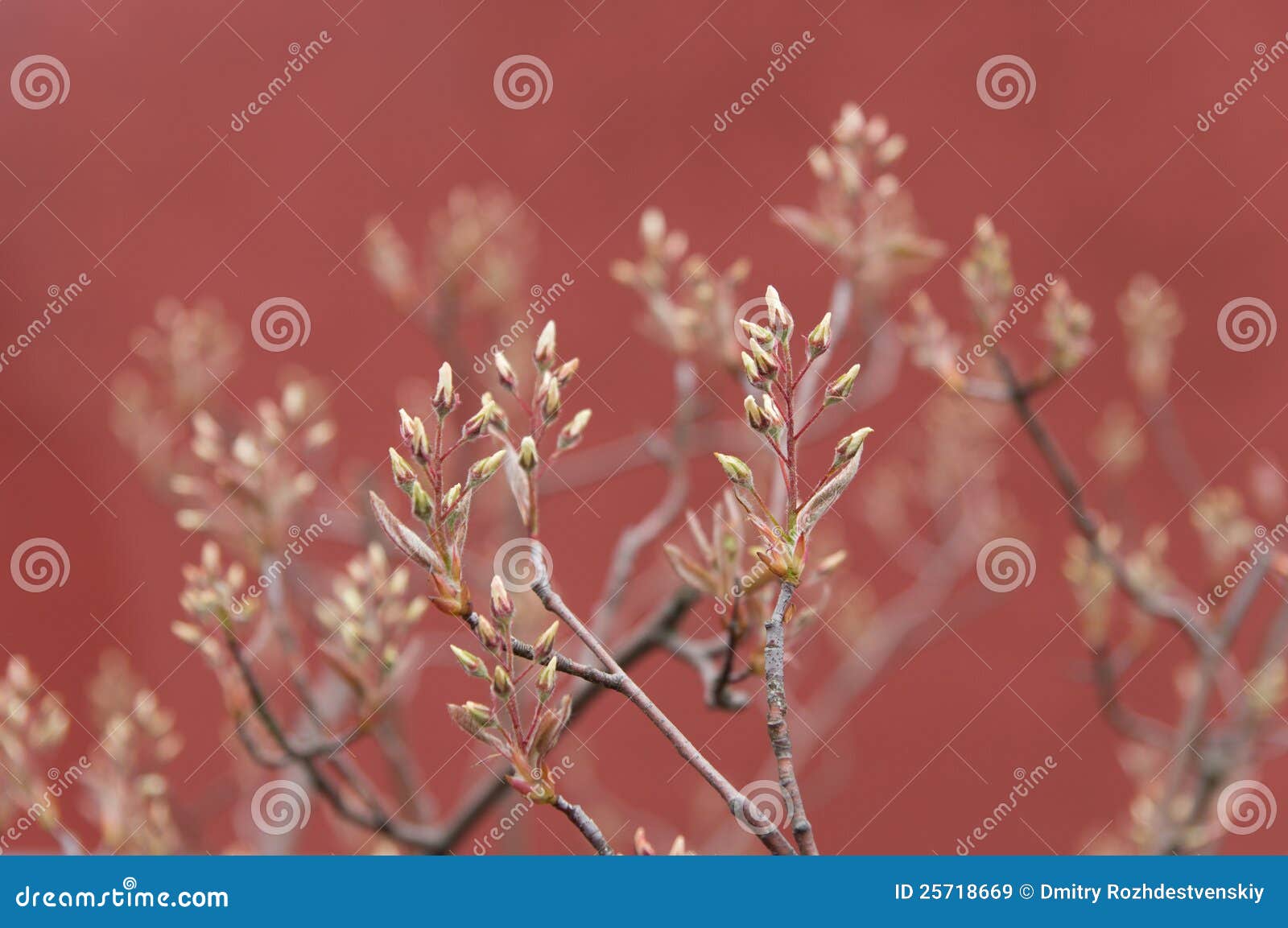 Spring buds stock image. Image of buds, flora, april - 25718669