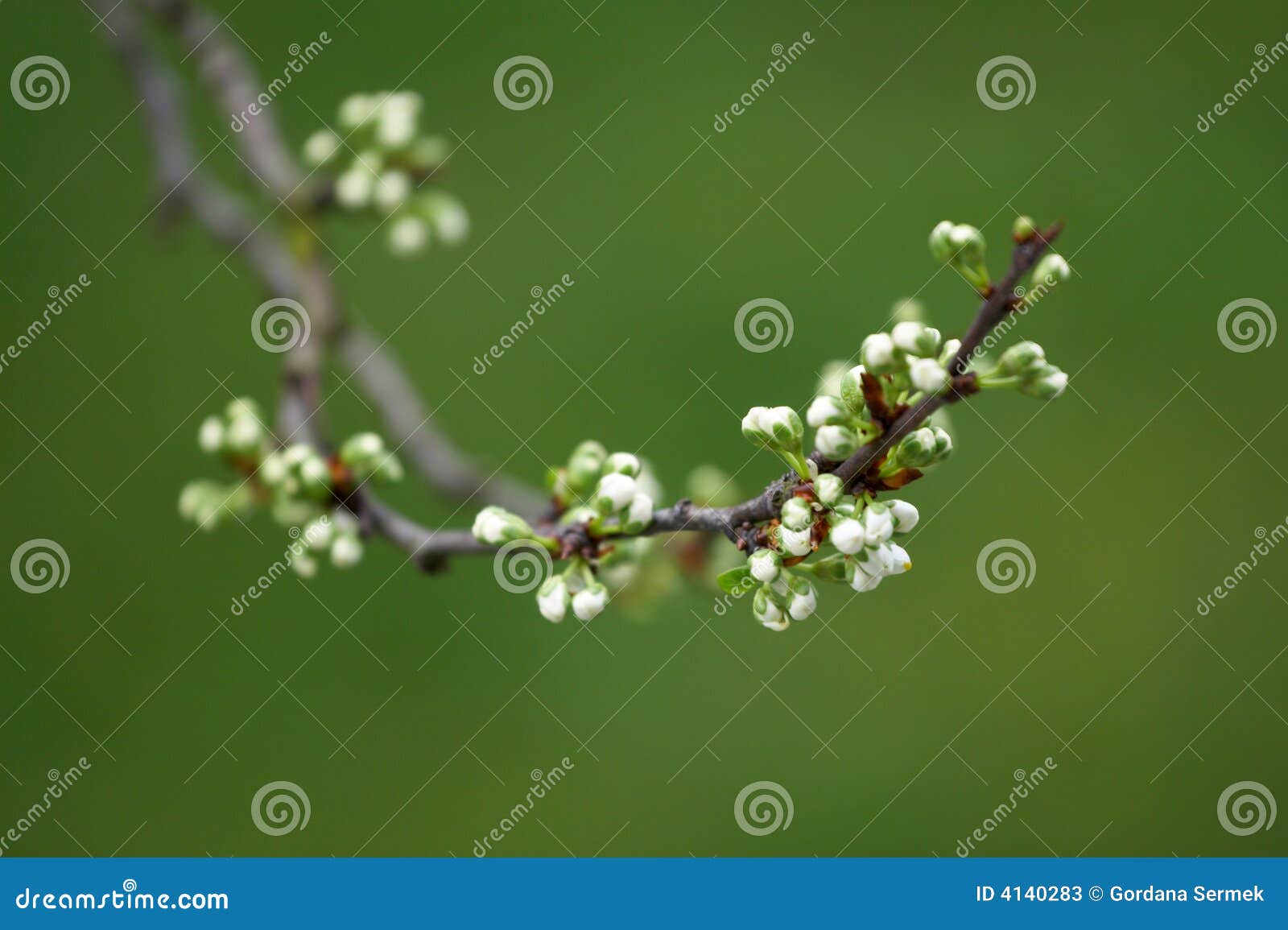 Spring buds stock image. Image of buds, bees, flower, pollination - 4140283