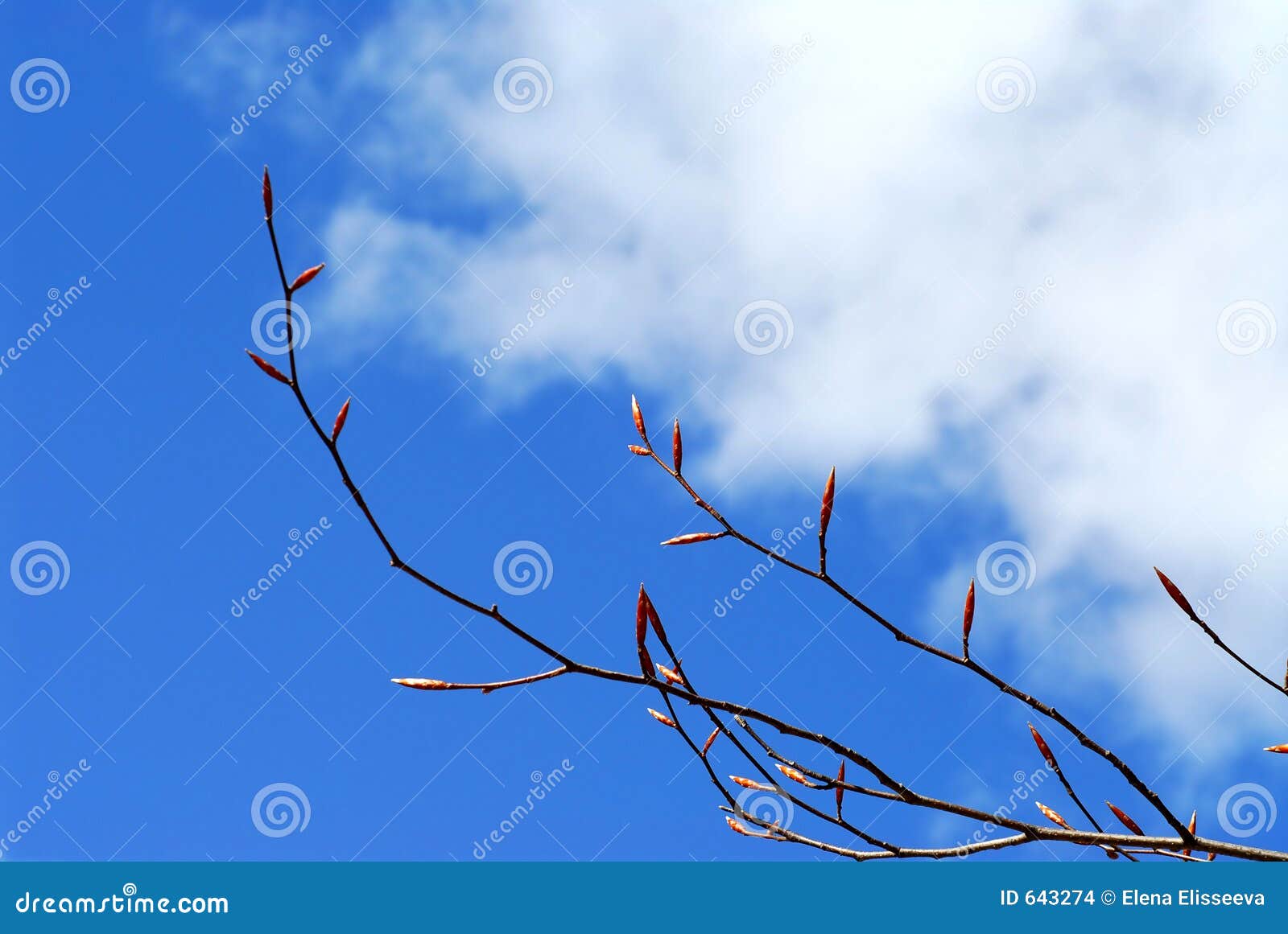 Spring buds stock photo. Image of branch, spring, cloud - 643274