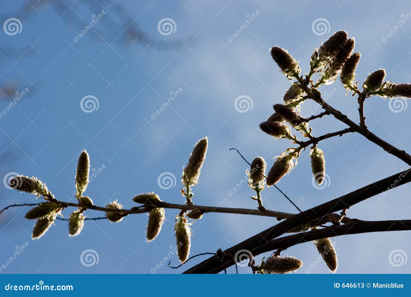 Spring buds stock image. Image of spring, buds, nature - 646613