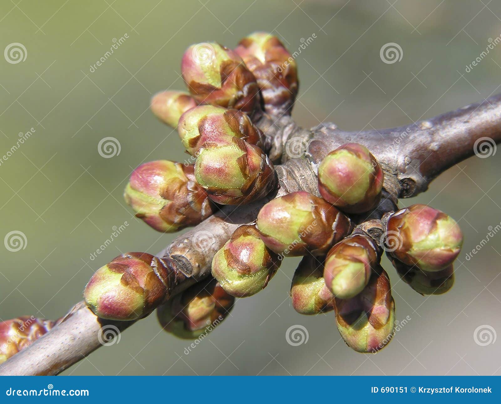 Spring buds stock image. Image of apple, branch, branches - 690151