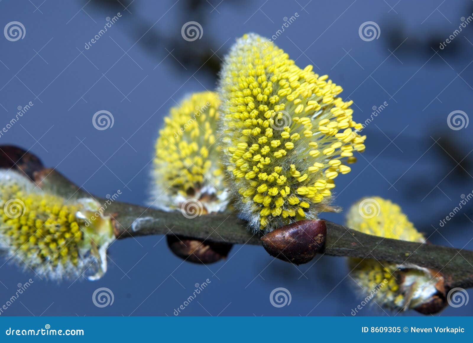 Spring buds stock image. Image of fertile, nature, scent - 8609305