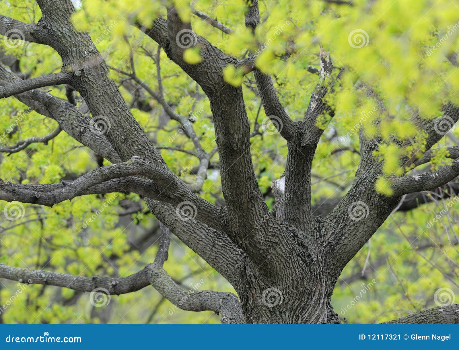 Spring Buds Around Tree Trunk Stock Image - Image of outdoors, green ...