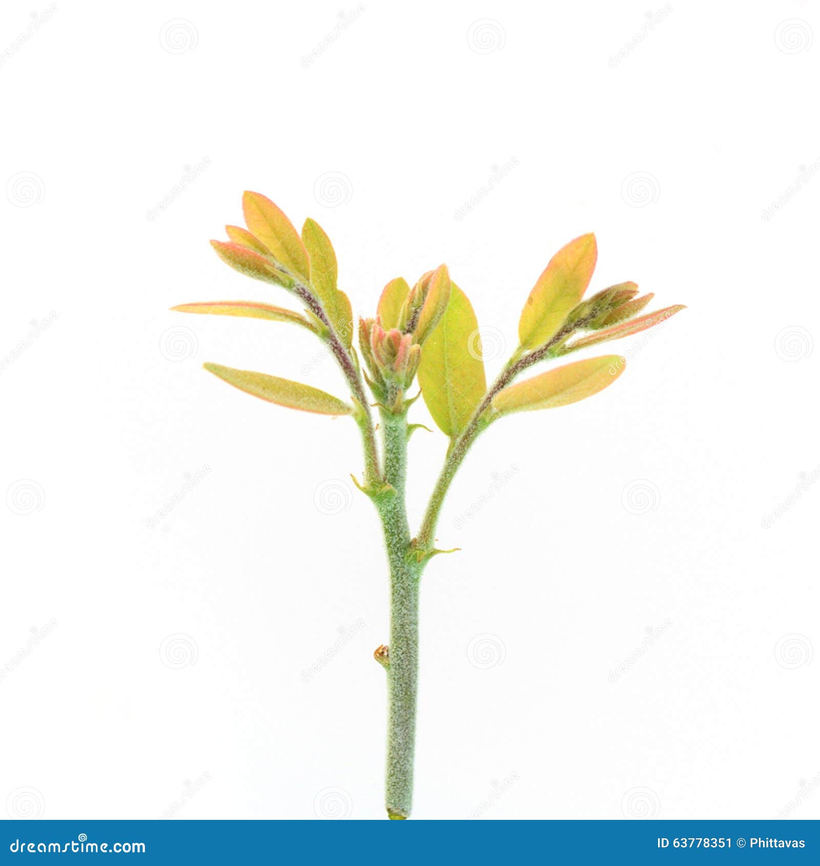 Spring buds stock image. Image of buds, leaf, nature - 63778351