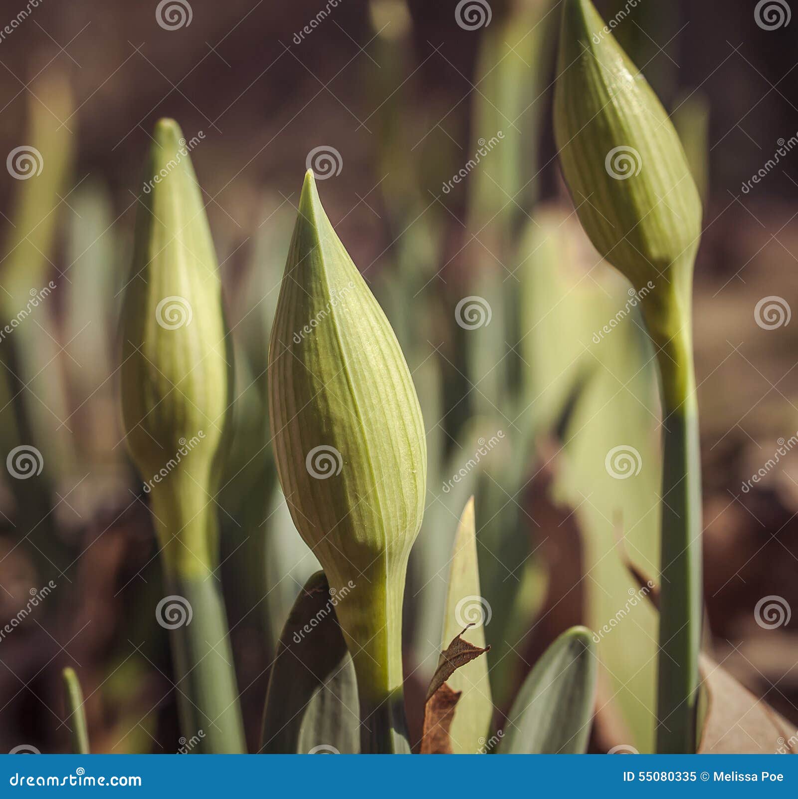 Spring Buds stock image. Image of bloom, closeup, botanical - 55080335