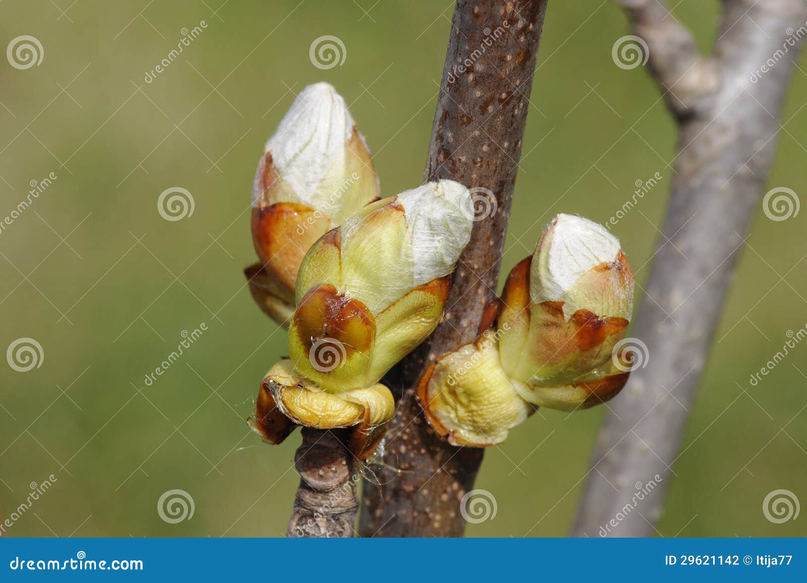 Spring buds on the branch stock photo. Image of lush - 29621142