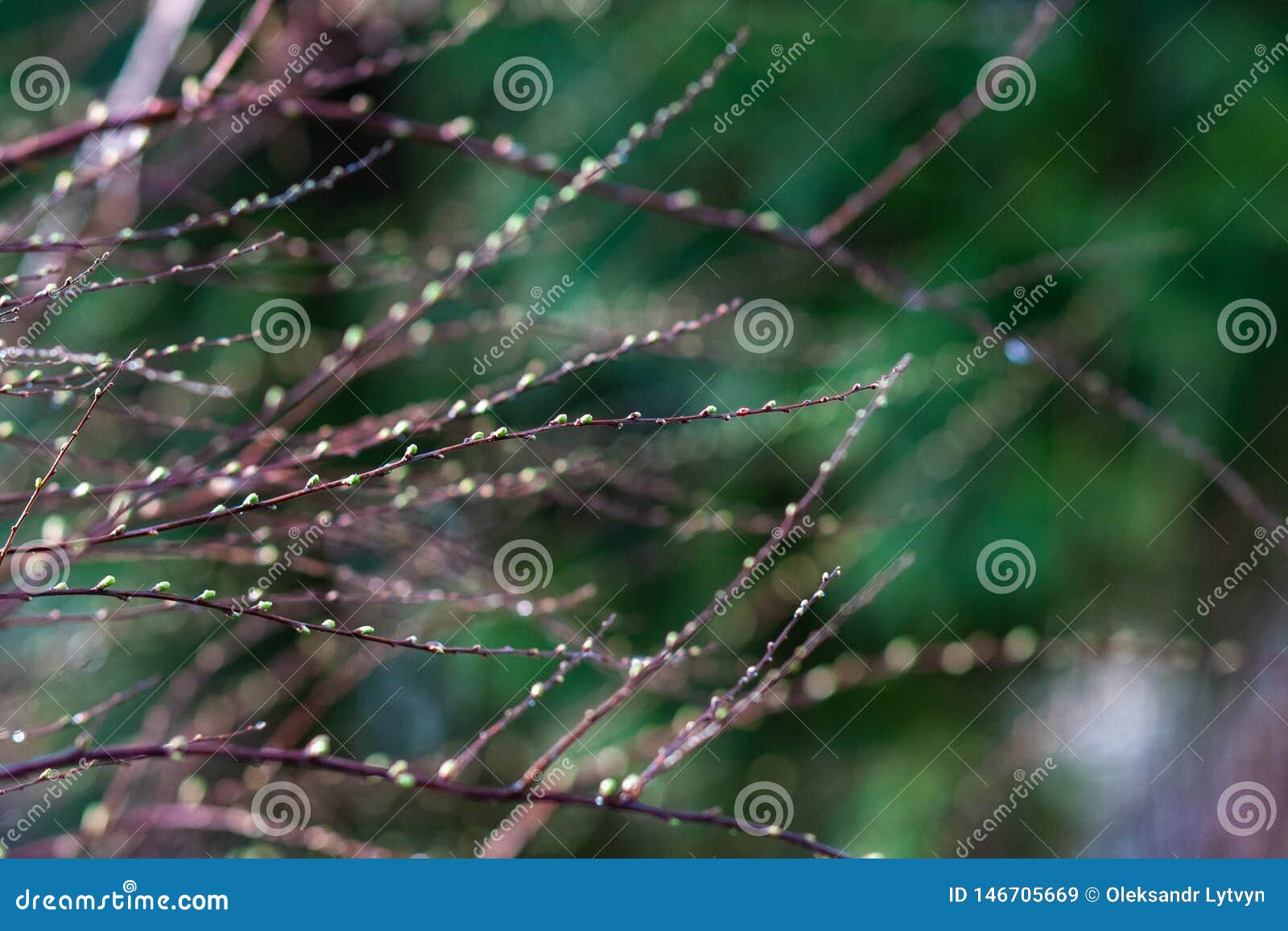 Spring Buds on Branches, on a Colored Background. Selective Focus ...