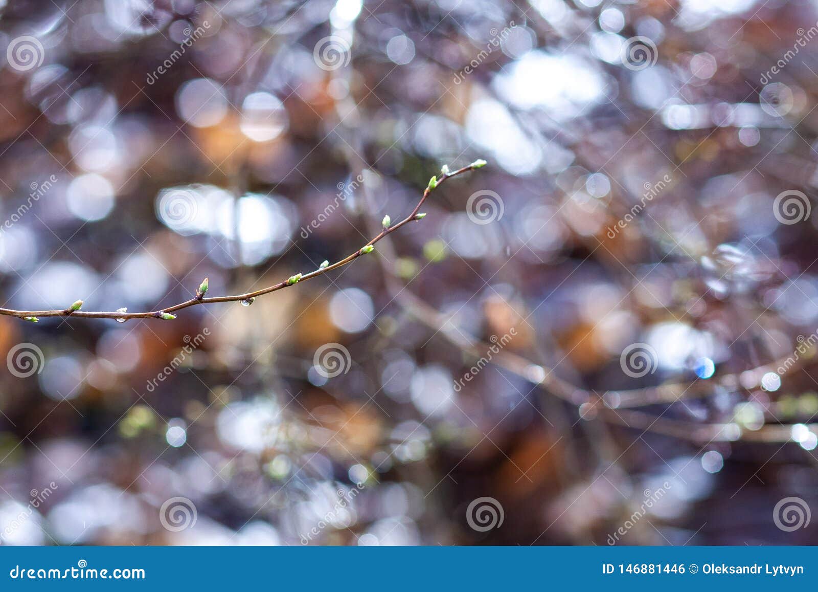 Spring Buds on Branches, on a Colored Background. Selective Focus ...