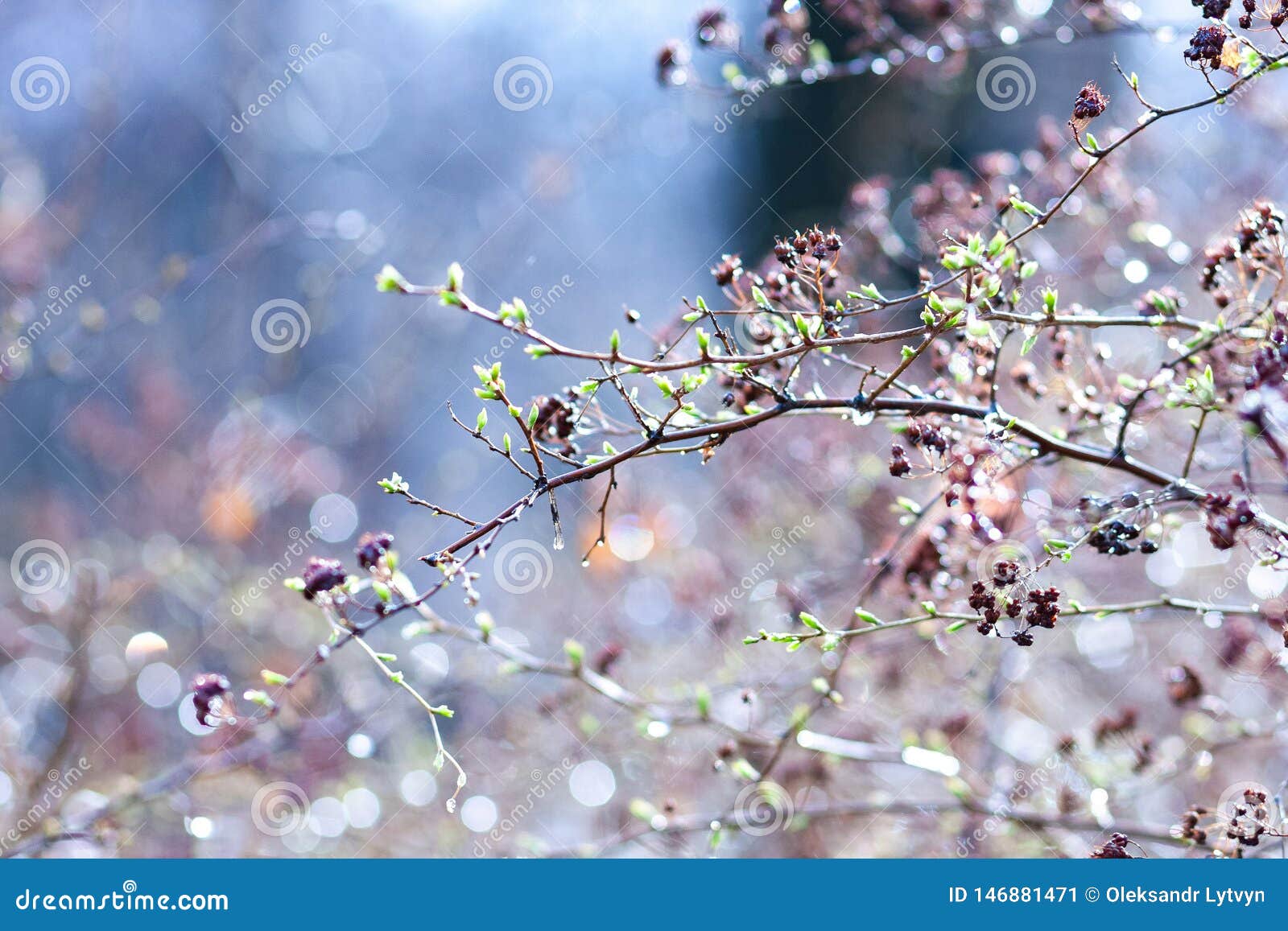 Spring Buds on Branches, on a Colored Background. Selective Focus ...