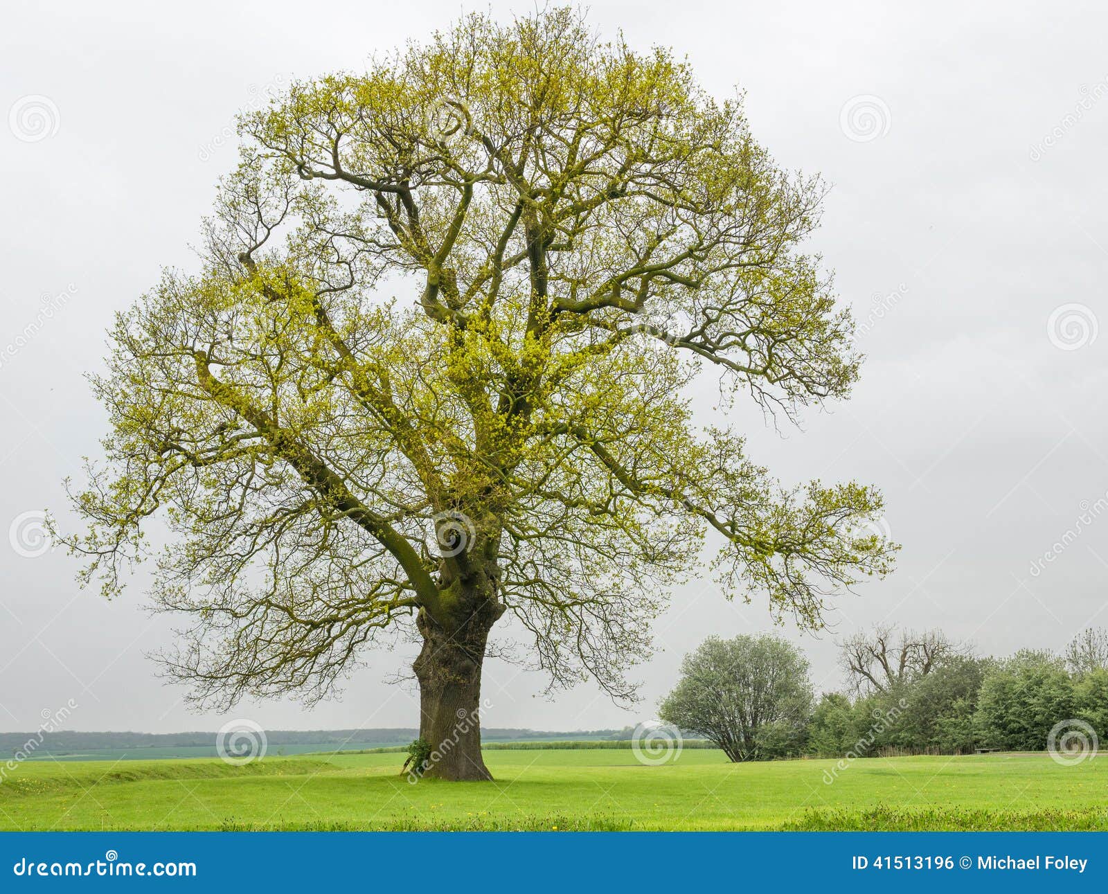 Spring stock photo. Image of strong, shoots, leaves, green - 41513196