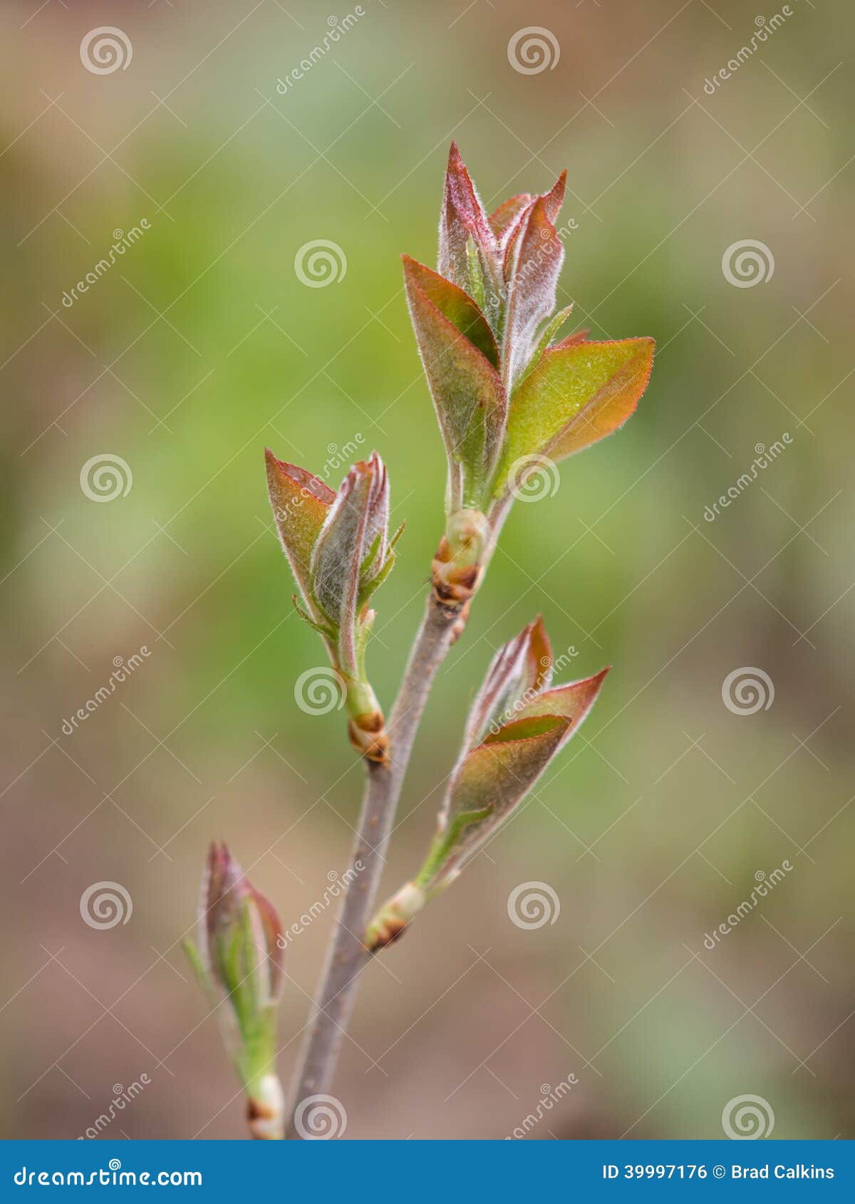 Spring buds stock photo. Image of plants, color, green - 39997176