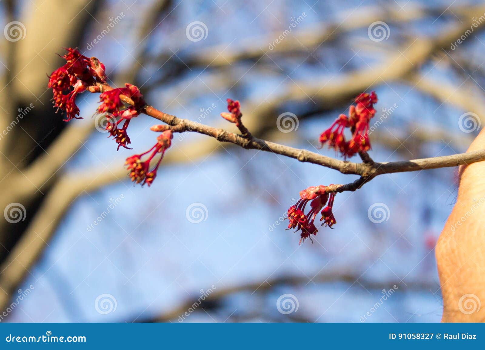 Spring Buds stock image. Image of outdoor, growth, tree - 91058327