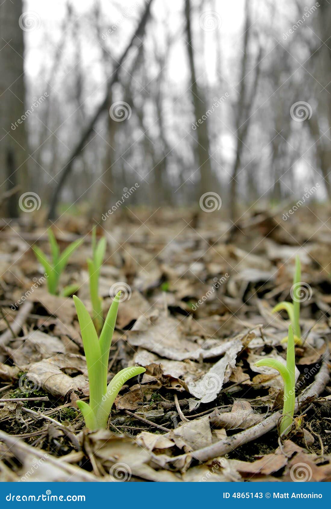 Spring buds coming up stock image. Image of leaf, healthy - 4865143