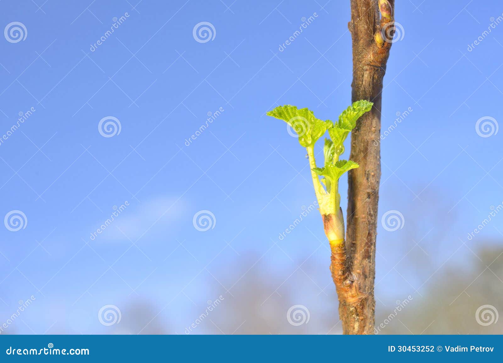 Spring Buds stock photo. Image of flora, environment - 30453252