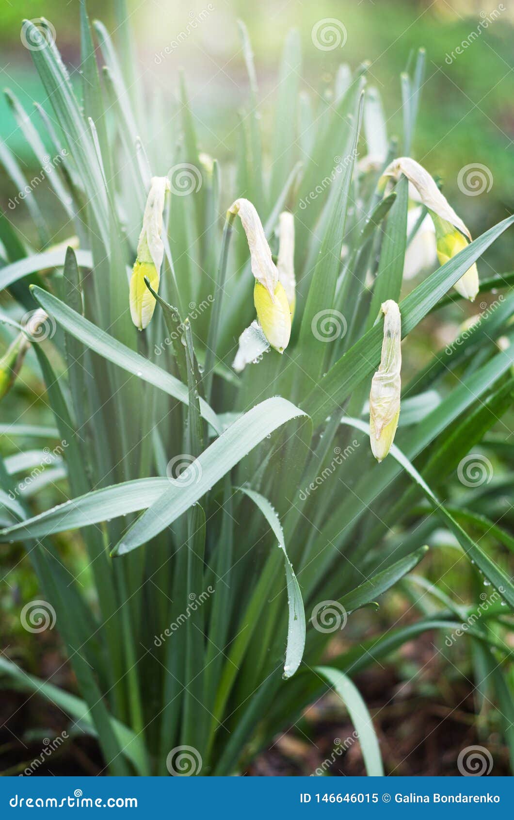 Spring Buds of Daffodils in the Garden. Stock Image - Image of ...
