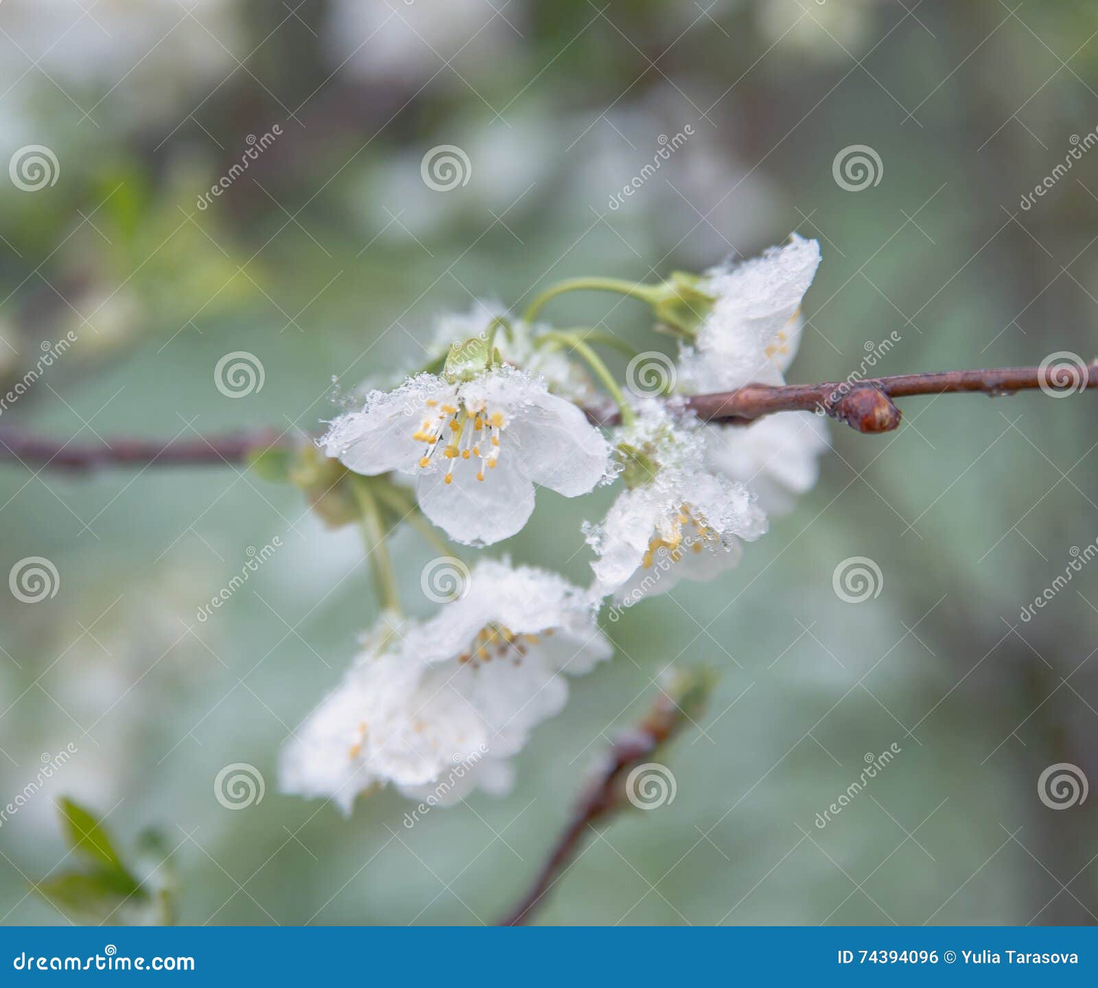 Spring Buds and Flowers Covered in Snow Stock Photo - Image of close ...