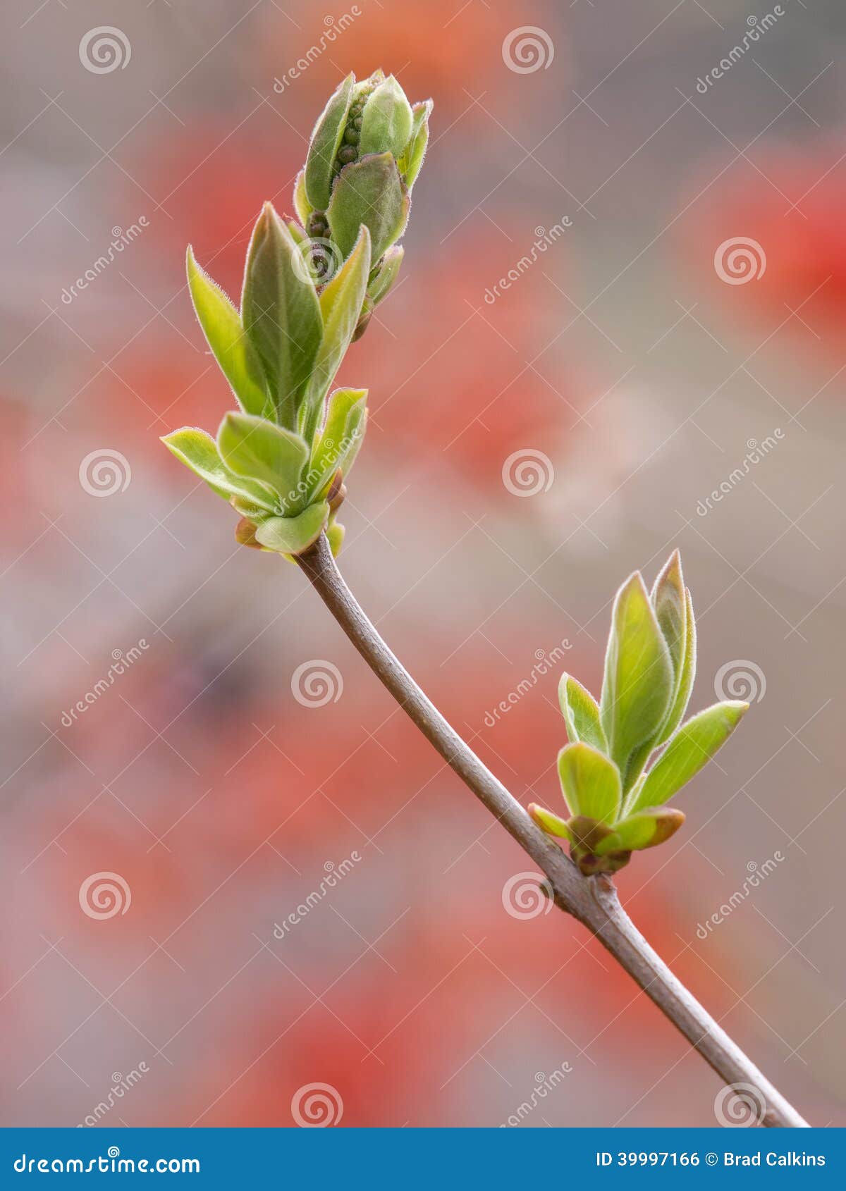 Spring buds stock photo. Image of trees, color, buds - 39997166