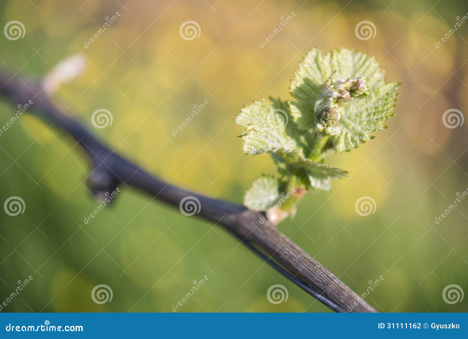 Spring Buds on a Grape Vine Stock Photo - Image of gardening, sprout ...