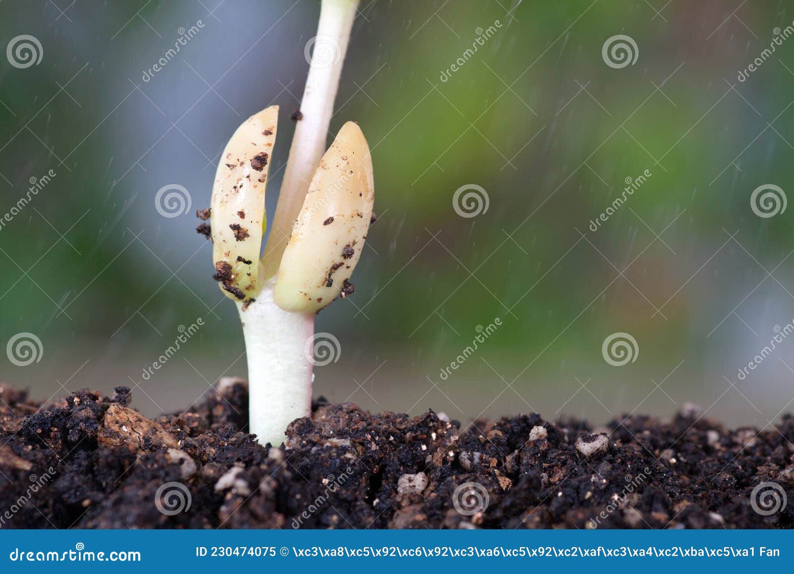 Spring Buds Grow from the Soil Stock Image - Image of soil, composition ...