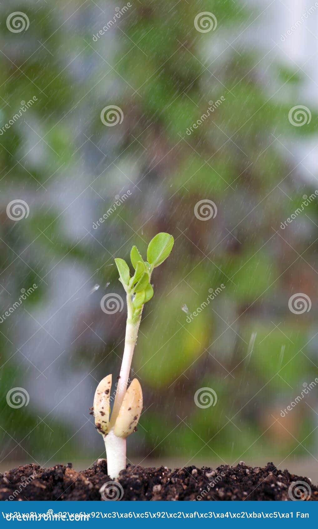 Spring Buds Grow from the Soil Stock Photo - Image of vertical ...