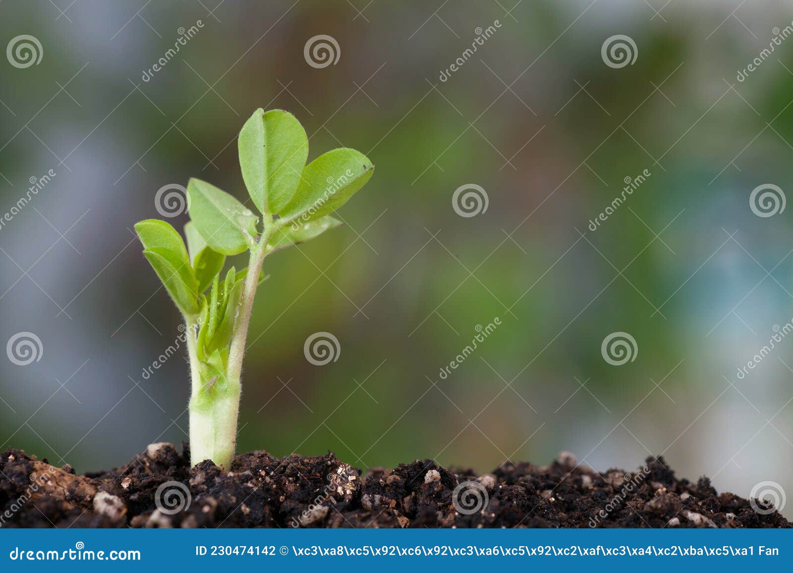 Spring Buds Grow from the Soil Stock Photo - Image of spring, plants ...