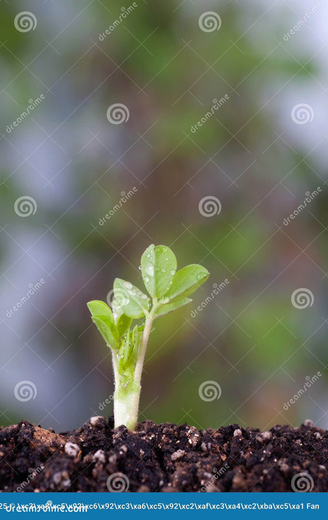 Spring Buds Grow from the Soil Stock Image - Image of growth, fresh ...