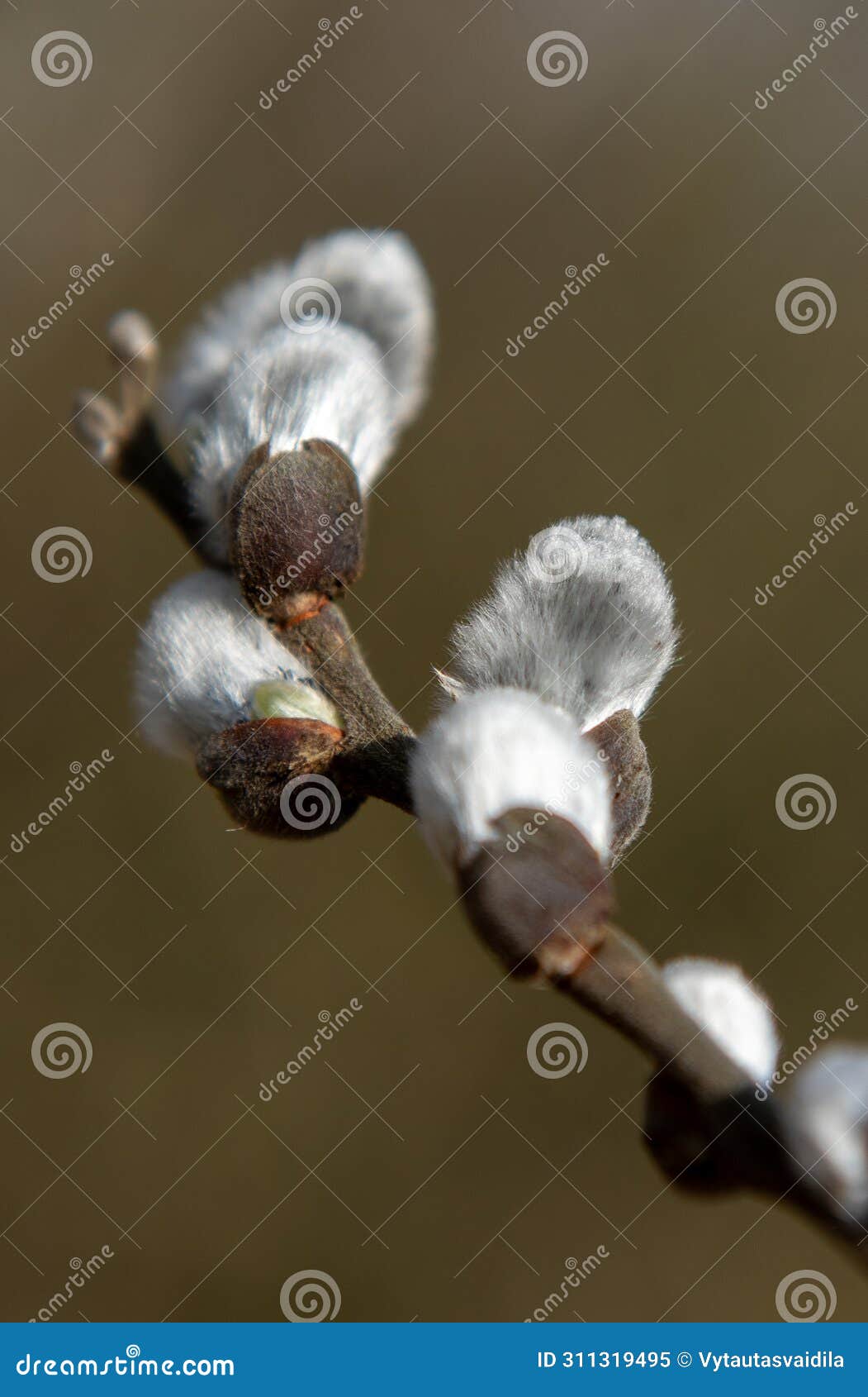 Spring Buds Kittens Bloom in Nature Park Stock Image - Image of nature ...