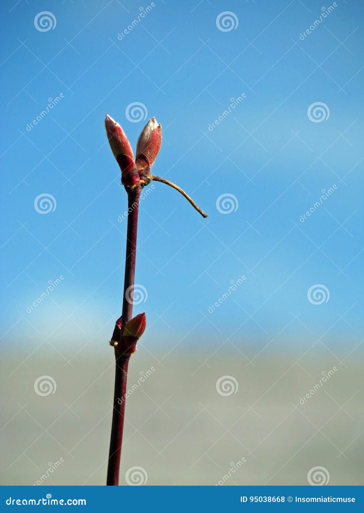 Spring Buds stock photo. Image of budding, skies, flora - 95038668
