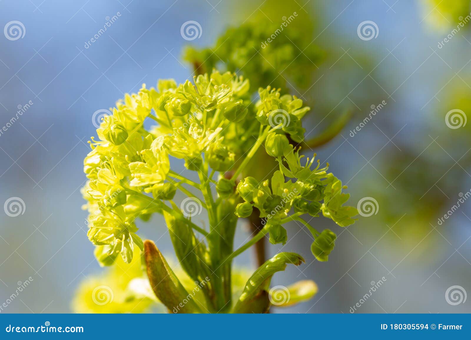 Spring buds on maple tree stock photo. Image of botany - 180305594 Spring buds on maple tree stock photo. Image of botany - 180305594