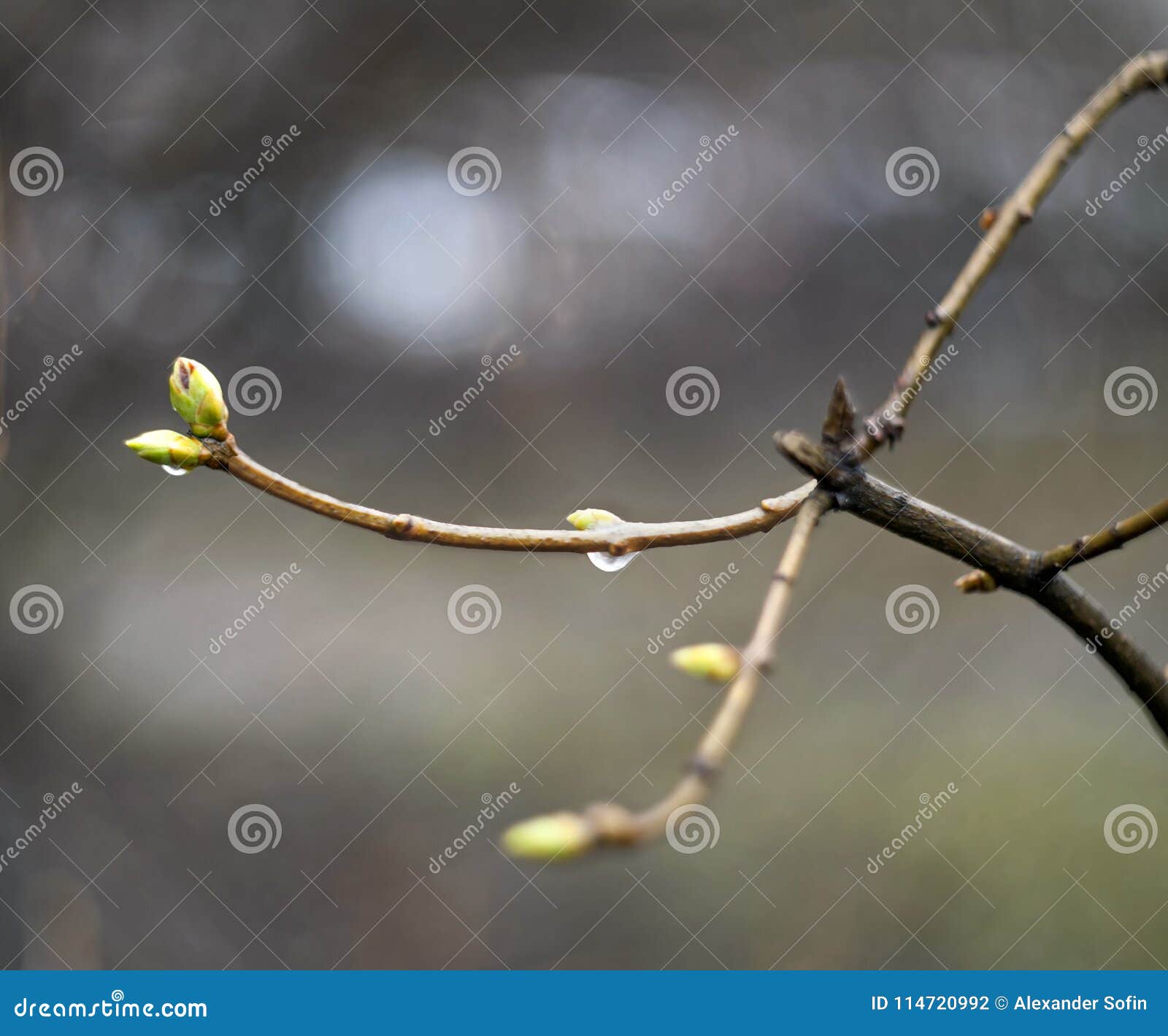 Spring Buds on a Tree Branch with Raindrops and Blurred Background ...