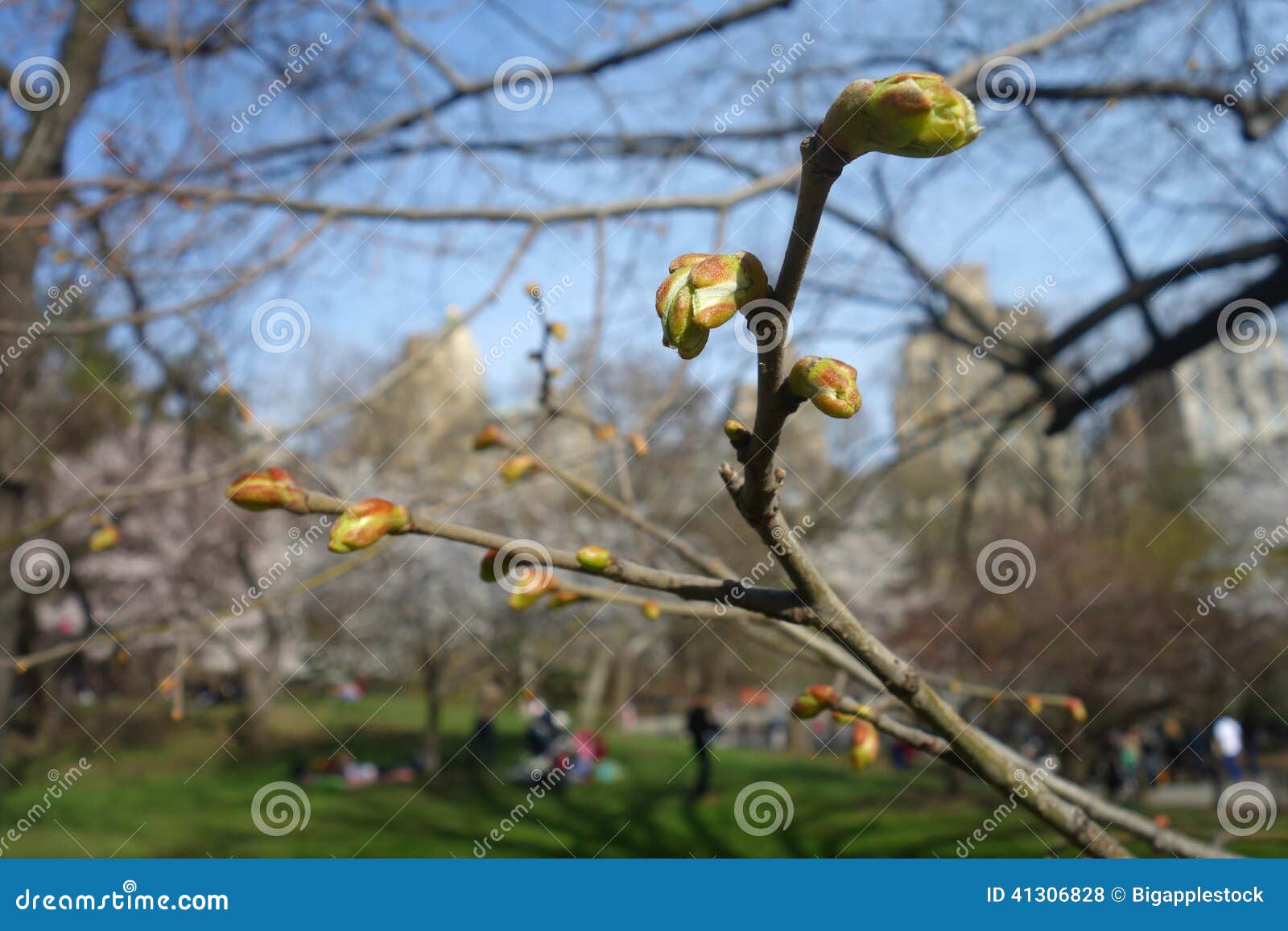 Spring Buds stock photo. Image of york, park, spring - 41306828