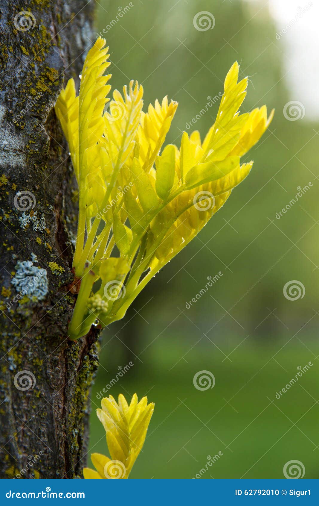 Spring Buds on Tree Trunk stock photo. Image of shoots - 62792010