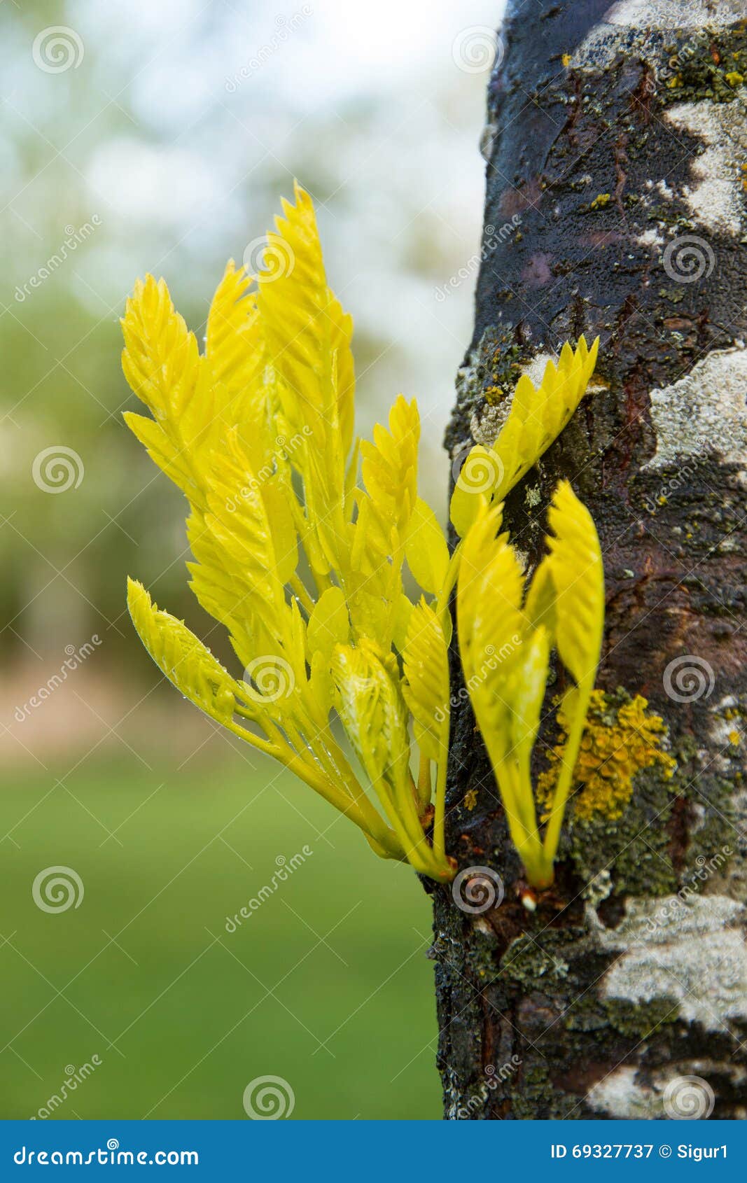 Spring Buds on Tree Trunk stock image. Image of nature - 69327737