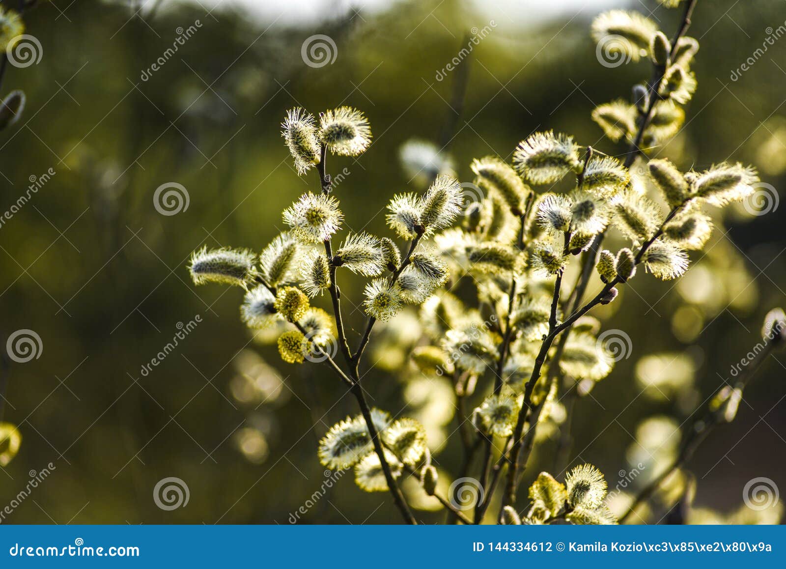 Spring Buds on Trees. Spring Buds on Trees Stock Photo - Image of fresh ...