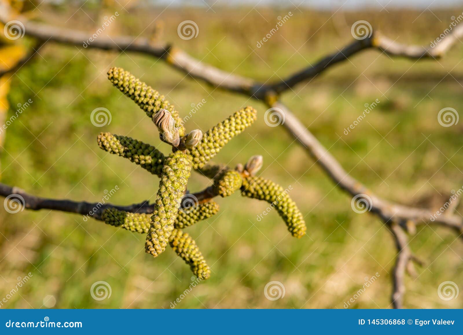 Buds on a Walnut Tree Close Up Stock Photo - Image of blossom, natural ...