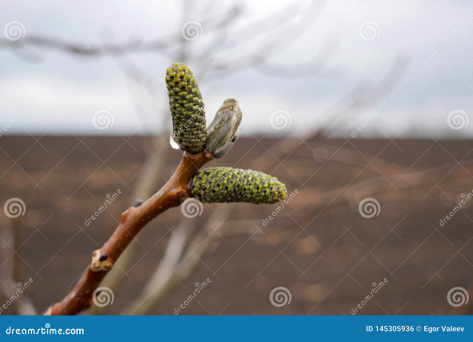 Buds on a Walnut Tree Close Up Stock Photo - Image of freshness, color ...