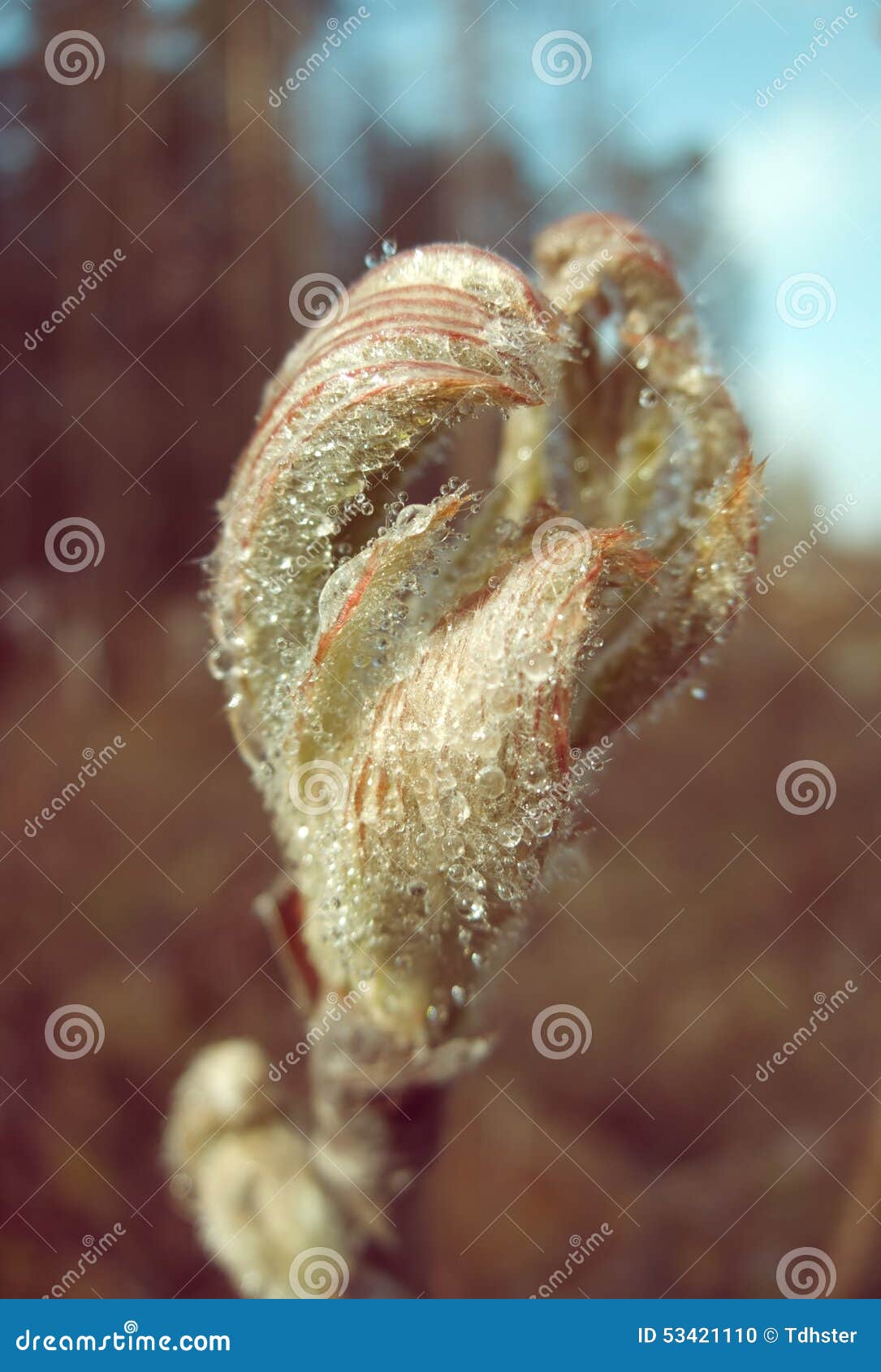 Spring buds stock photo. Image of morning, leaf, seed - 53421110