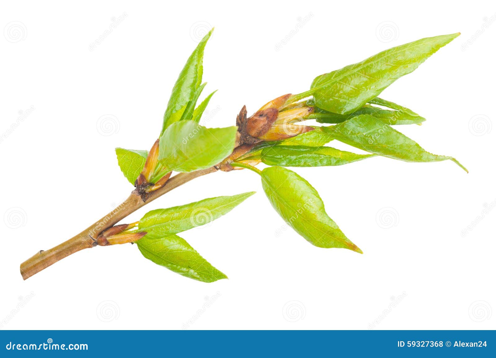 Spring buds stock photo. Image of botanical, leaf, growing - 59327368