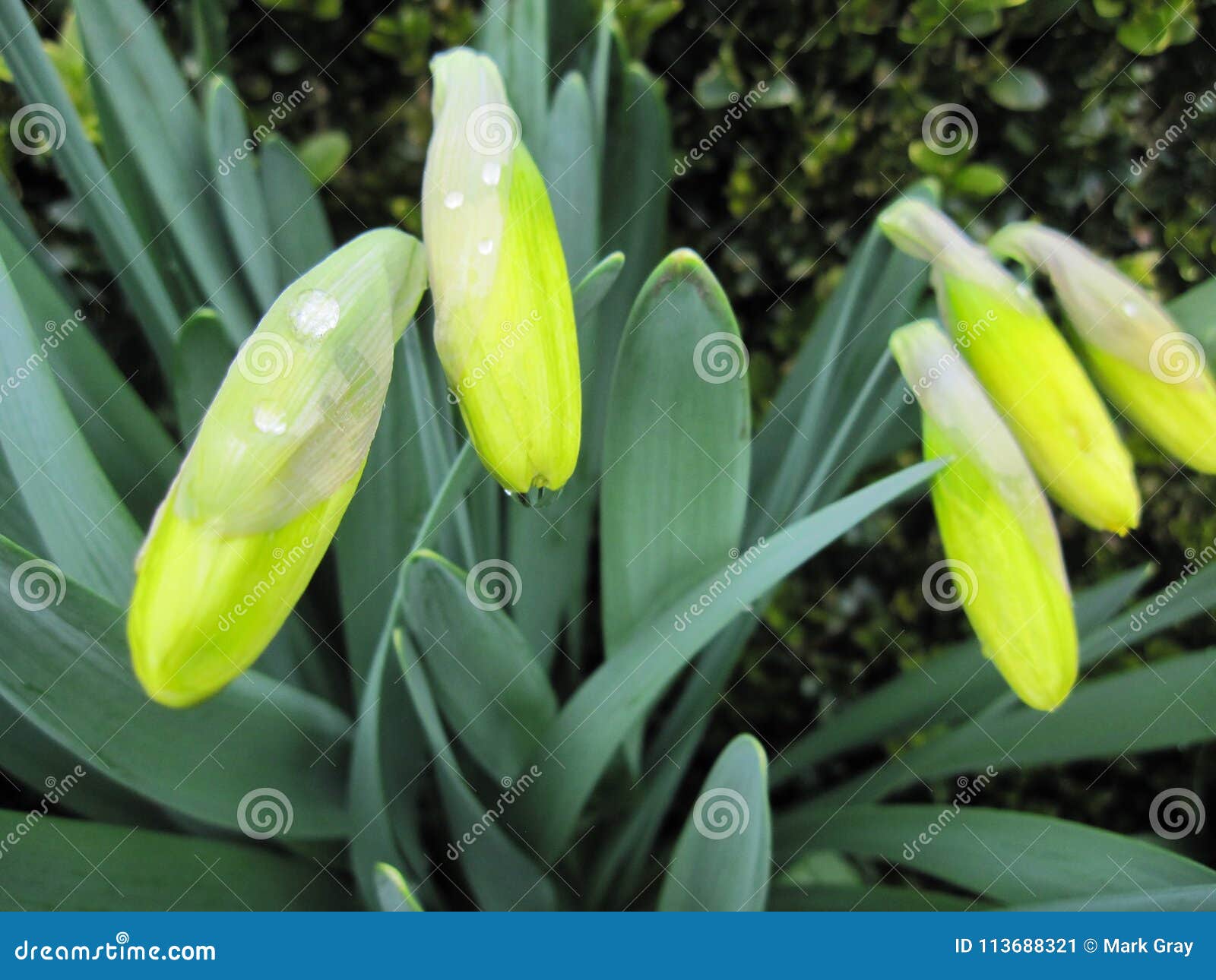Spring Buds stock image. Image of yellow, daffodil, buds - 113688321