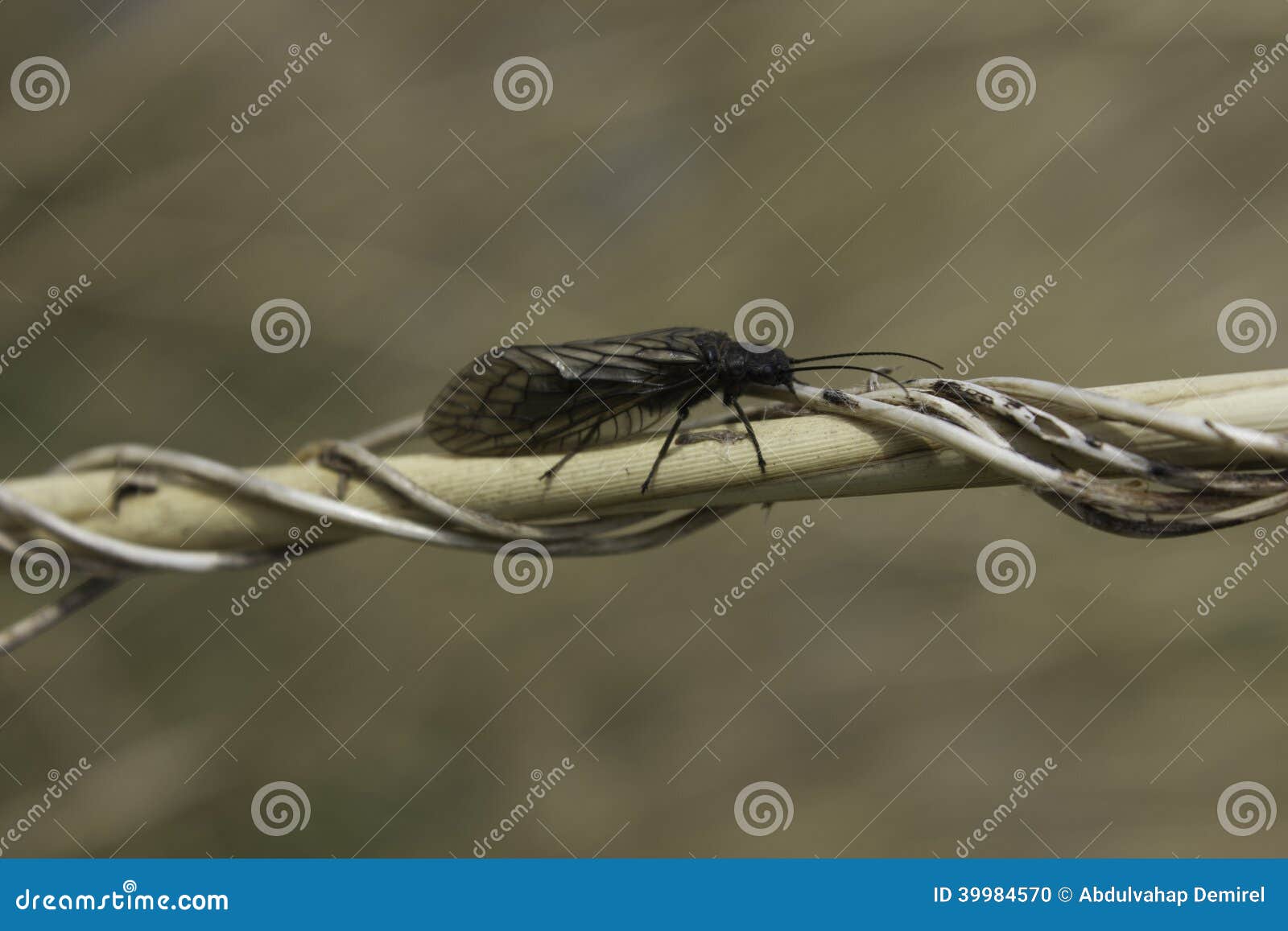 Spring Bugs Outside with No Colors Background Stock Photo - Image of ...