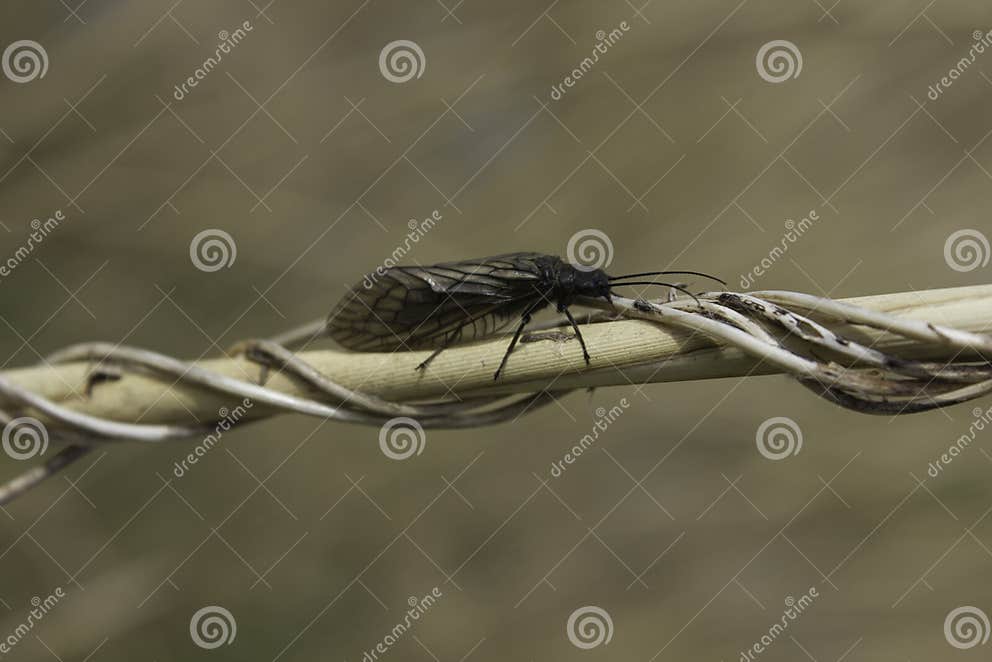 Spring Bugs Outside with No Colors Background Stock Photo - Image of ...