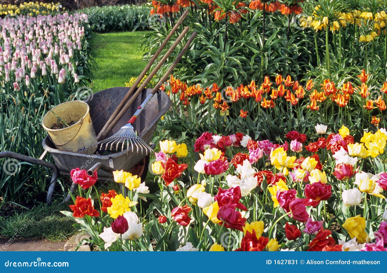 Spring Bulb Gardening stock image. Image of tulipa, tulips - 1627831