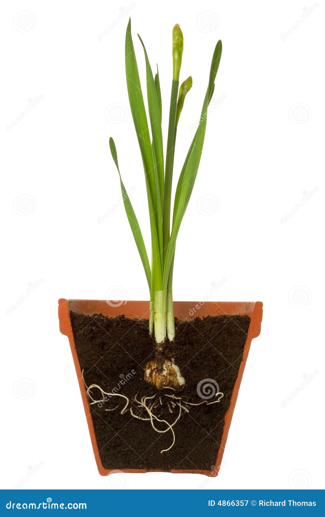 Spring Bulb in a Pot Cross Section Stock Image - Image of germinate ...
