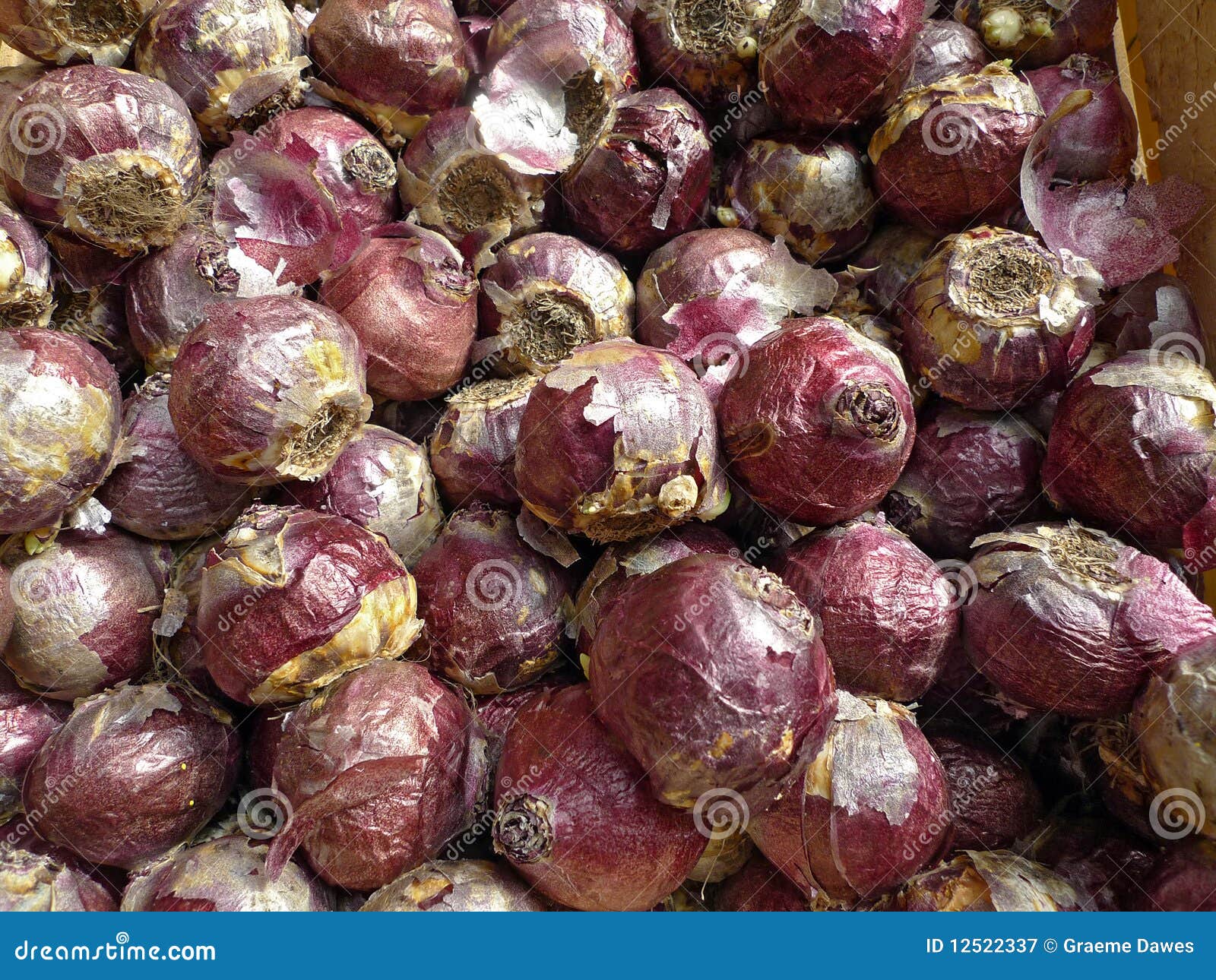 Spring bulbs stock image. Image of outdoor, cook, autumn - 12522337