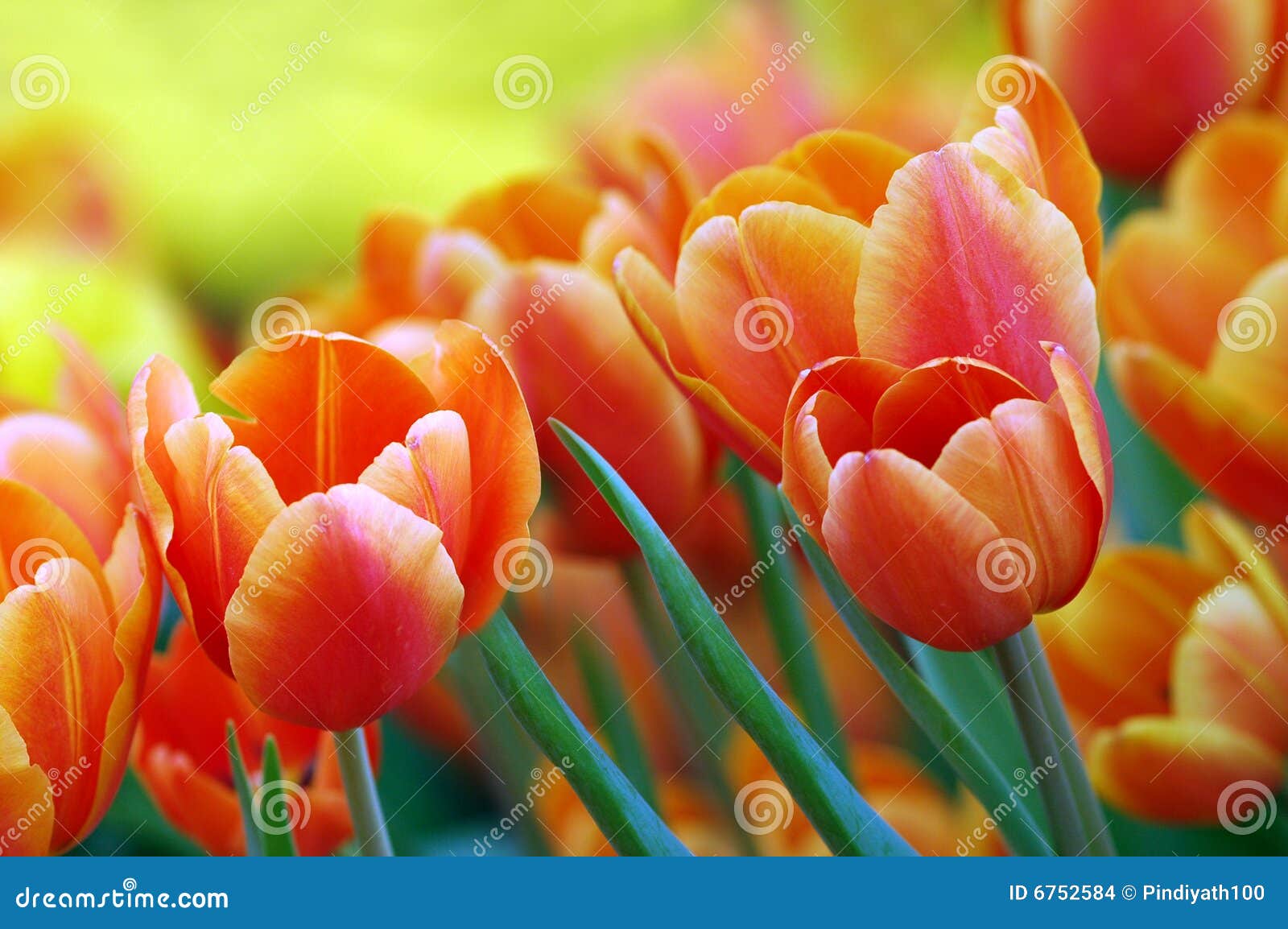 Spring Bulbs stock photo. Image of gardens, tulip, bulb - 6752584